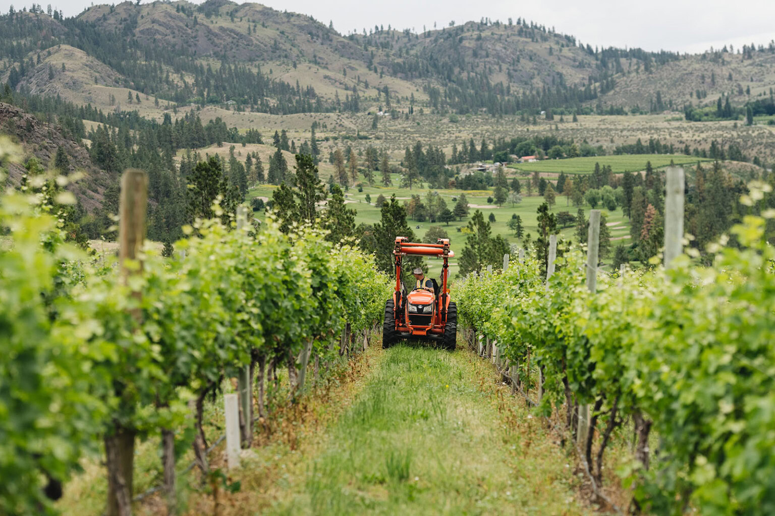 About Us - Tinhorn Creek Vineyards