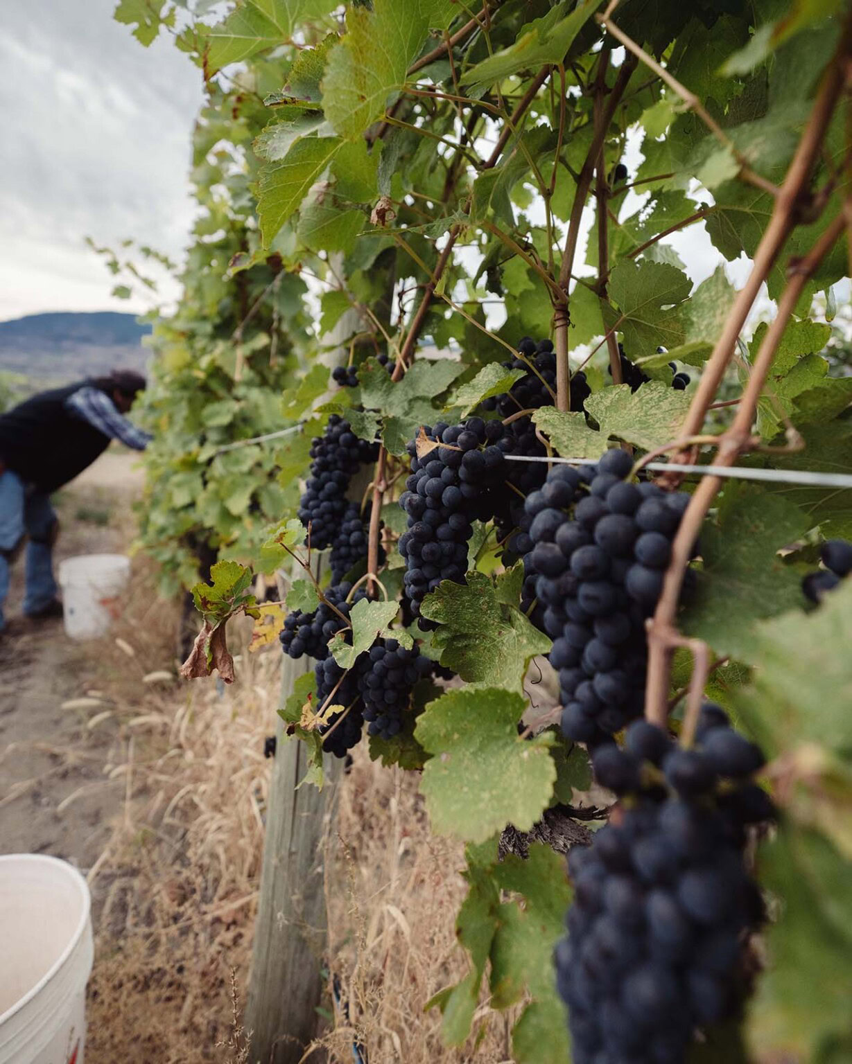 About Us - Tinhorn Creek Vineyards